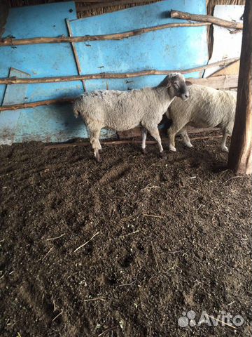 Бараны на племя