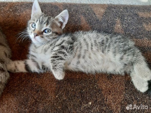 Кошак-пухляк