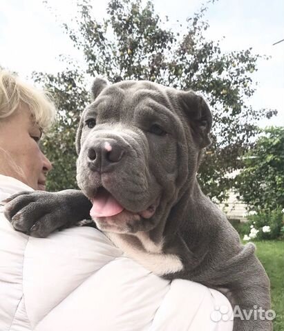 Мальчик Американского булли