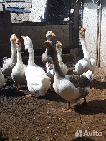 Гиси холмогоры