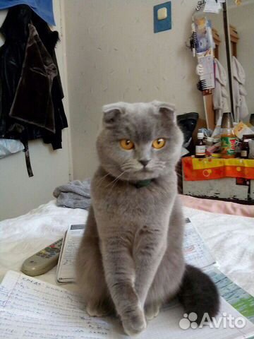 Вязка британка