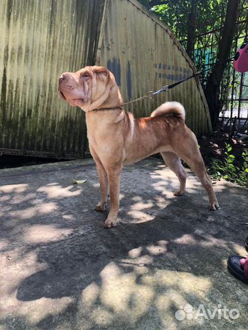 Подрощеная девчуля породы Шарпея