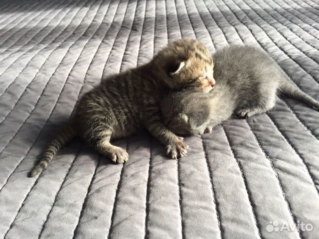 4 котёнка (3 мальчика и 1 девочка) в добрые руки