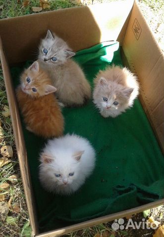 Котята ищут дом. Малышам полтора месяца, родились