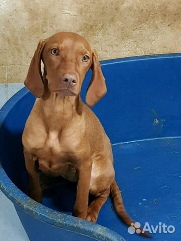 Венгерская выжла