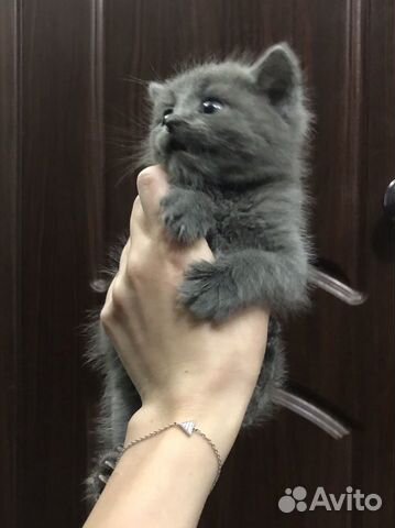 Метис голубого британца и сибирской кошки