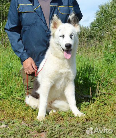 Мальчик якутской лайки