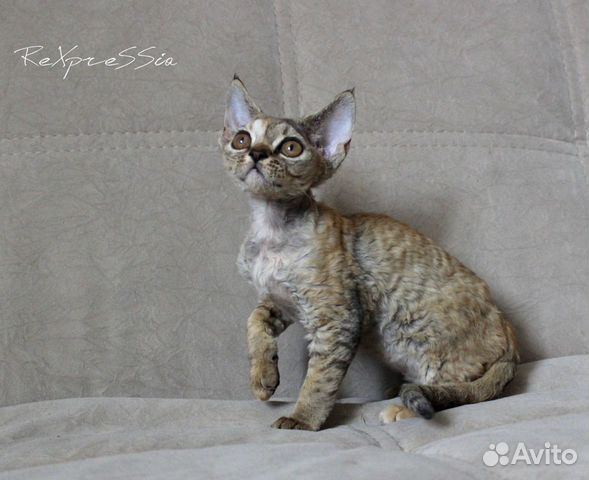 Кошечка Девон-рекс