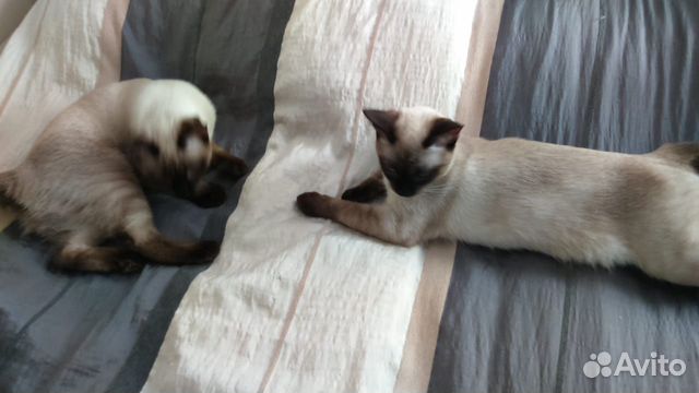 Котенок по имени Гав