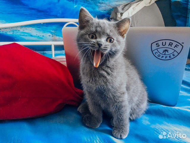 Шотландские прямоухие котята
