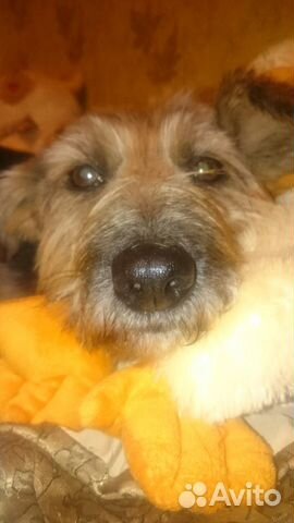 В добрые руки отдам метиса