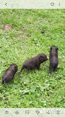 Продам вьетнамских свинок, мальчик и девочка