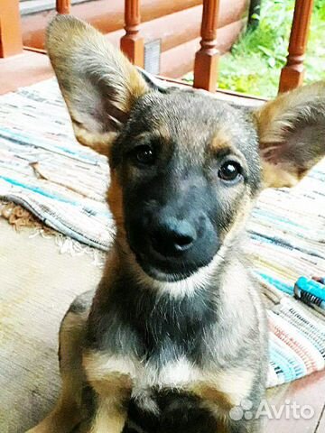 Ушастая девочка ищет дом