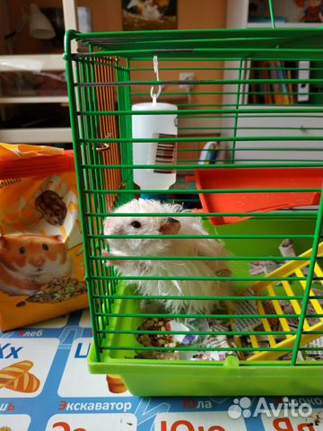 Хомяк ангорский