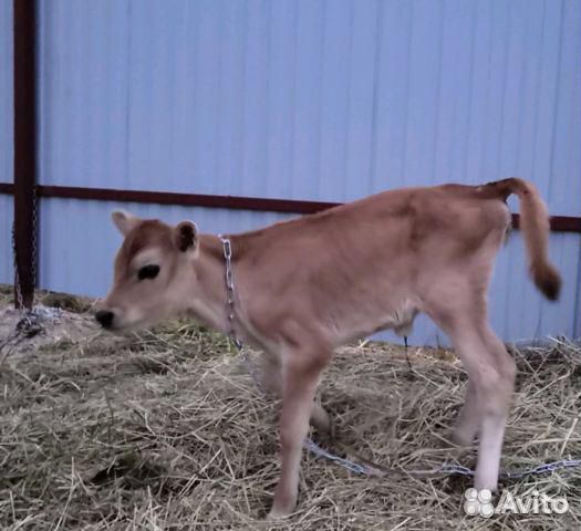 Породистые Животные