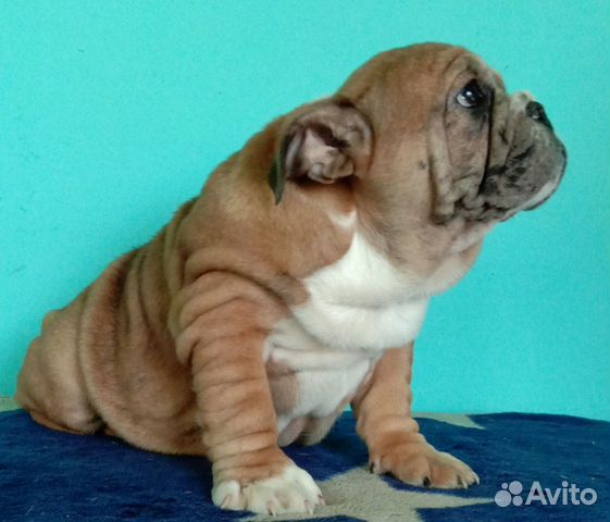 Самая обаятельная и привлекательная