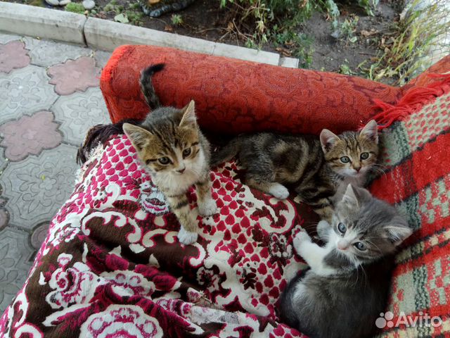 Котятам нужен человек