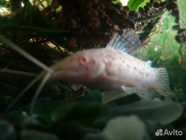 Сом Таракатум