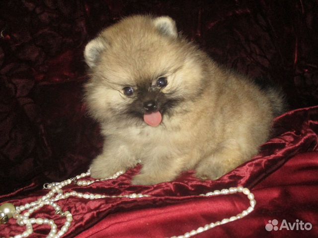 Шпицесчастье