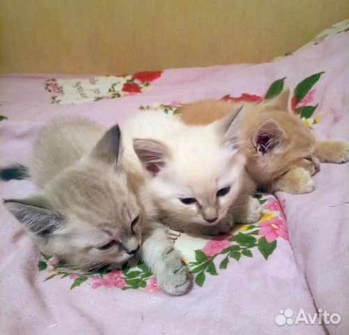 Британские котята