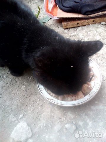 Пристрою кота