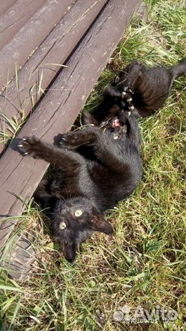 Четыре черных чертенка ищут хозяев