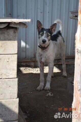 Сеня ищет хозяина