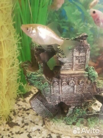 Карась серебристый и золотые рыбки