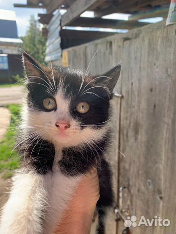 Бездомные котята