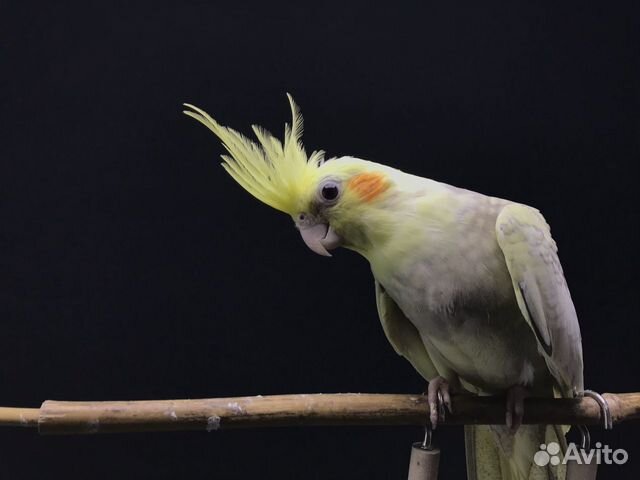 Корелла птенец