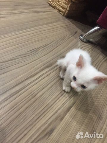 Отдам полусфинкса