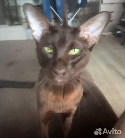 Не продаю. предлагаю для вязки