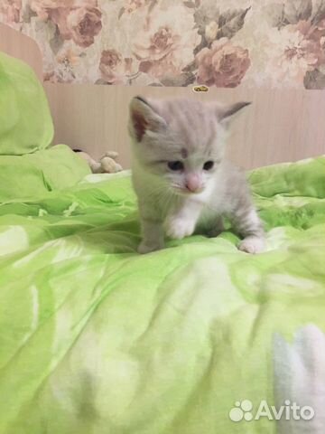 Котенок