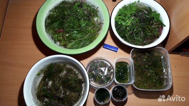 Прополка aквapиумных paстений. Всего понемногу