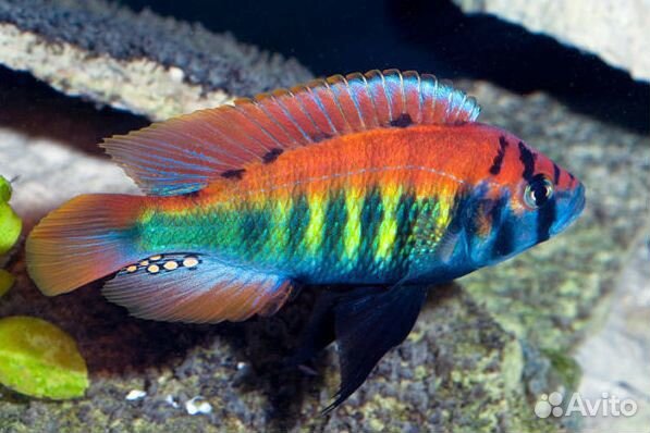 Цихлиды редкие самые красивые рыбки