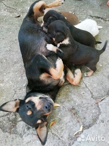 Щеночки в добрые руки