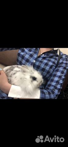 Ангорский кролик