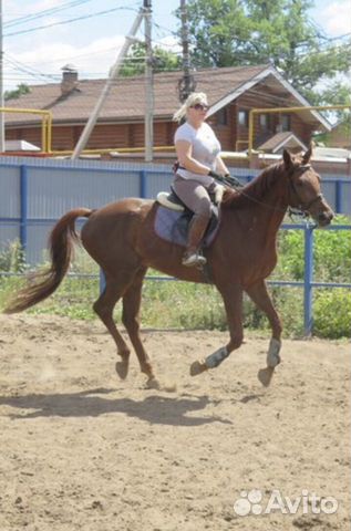 Продаю мерина