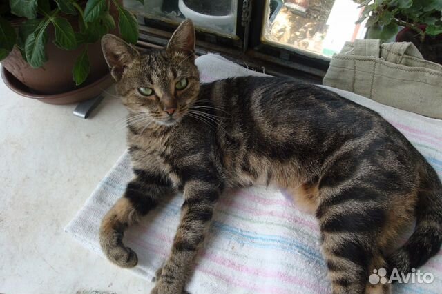 Мусенька в добрые руки