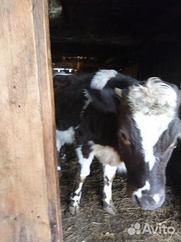 Тёлочки 1,7годовалая и 7 месячная