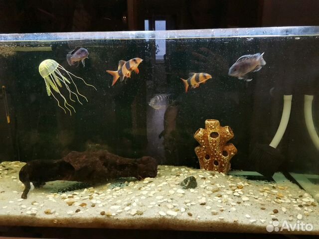 Отдам бесплатно аквариумных рыбок
