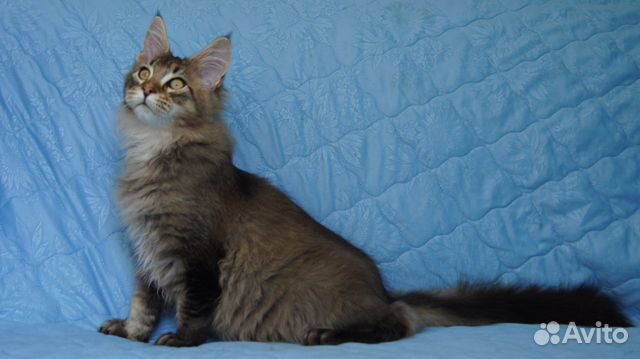 Котик Мейн-Кун черный тикированный