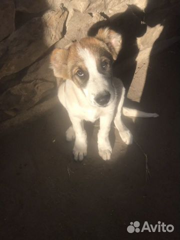 Кавказский волкодав