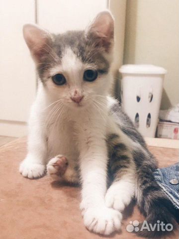 Котенок Достоевский