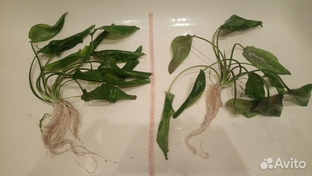 Криптокорина