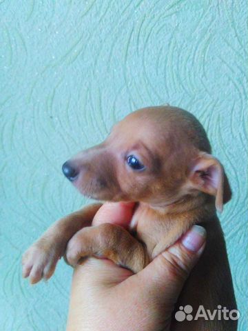 Щенок левретки