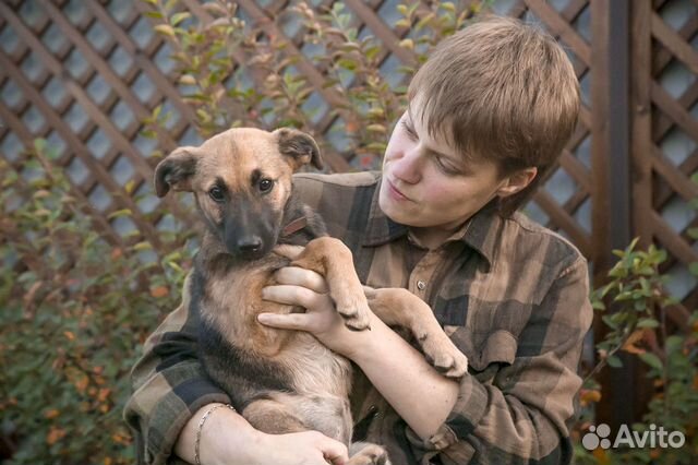 Щенок Ая с Алтая ищет дом в Новосибирске Привезем