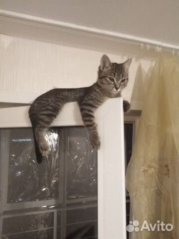 Кошечка