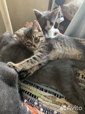 Котенок (Мама сфинкс Донской)