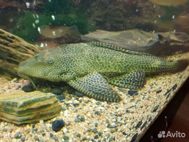 Сом Парчевый 30-40 см